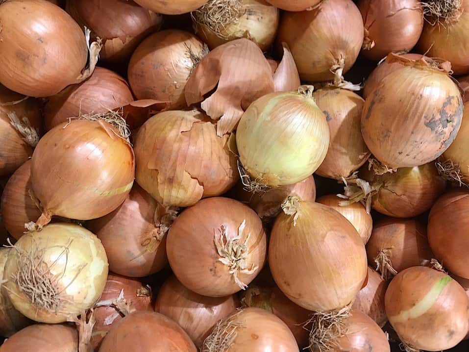 How To Grow Yellow Onions Growth And Care Guide Backyard Sidekick