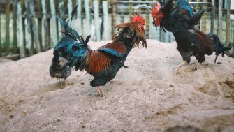 How to Stop Chickens from Fighting (11 Easy Methods) – Backyard Sidekick