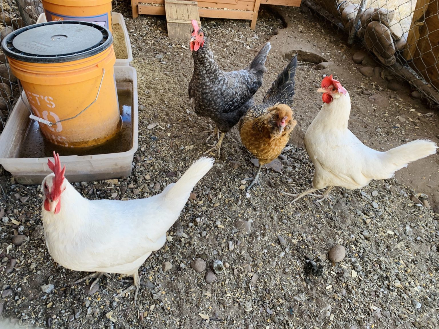 How Messy Are Chickens? Everything You Need to Know – Backyard Sidekick