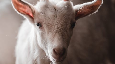Do Goats Make Good Pets? Breeds and Maintenance Explained – Backyard ...