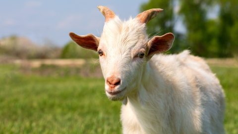 How Goats Protect Themselves From Predators: And How To Help Them ...