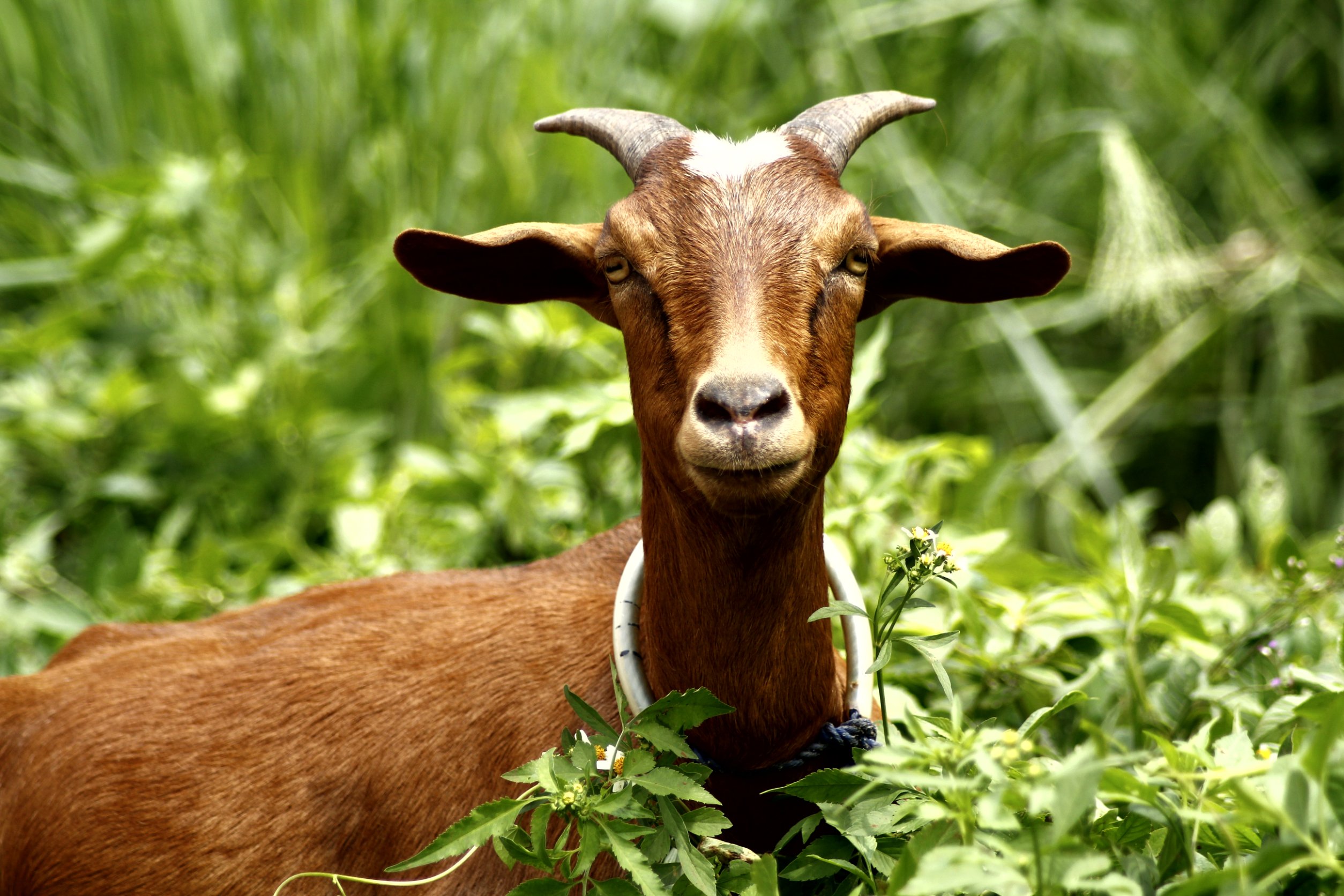 How Goats Protect Themselves From Predators: And How To Help Them ...