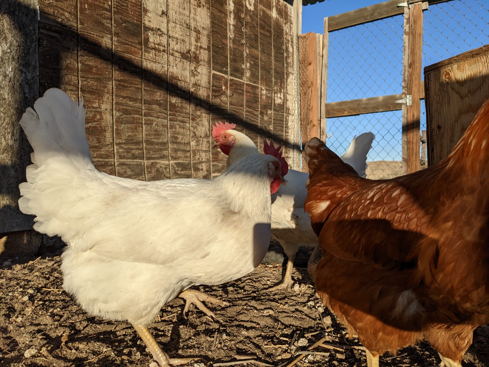 Is Chicken Molting Normal? And How to Handle It – Backyard Sidekick