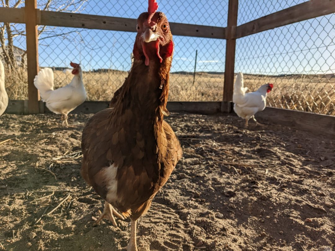 Do Chickens Have Ears? Chicken Hearing Explained – Backyard Sidekick